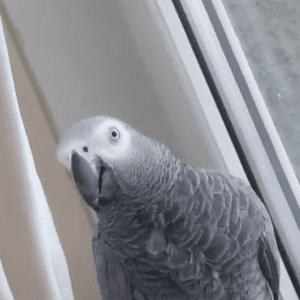 Cheeky parrot goes viral for her thick Scottish accent