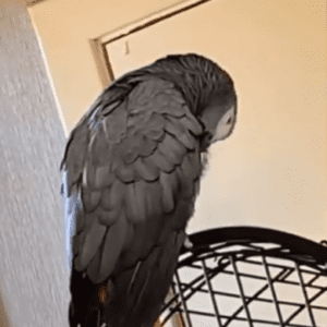 Cheeky parrot goes viral for her thick Scottish accent