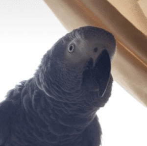 Cheeky parrot goes viral for her thick Scottish accent