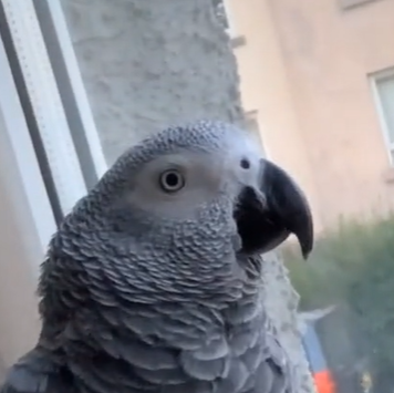 Cheeky parrot goes viral for her thick Scottish accent