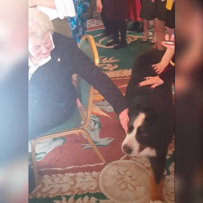 Irish president’s Bernese mountain dog steals the spotlight with ...