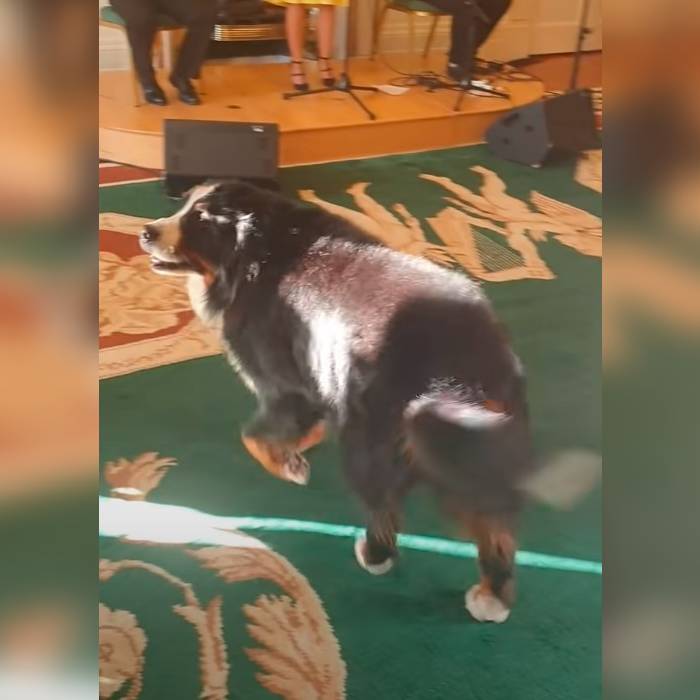 Irish president’s Bernese mountain dog steals the spotlight with ...
