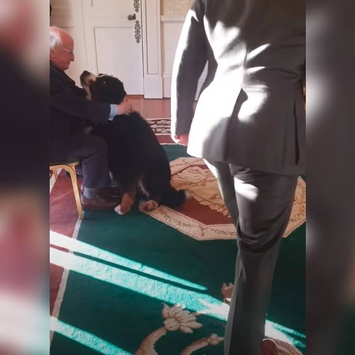 Irish president’s Bernese mountain dog steals the spotlight with ...