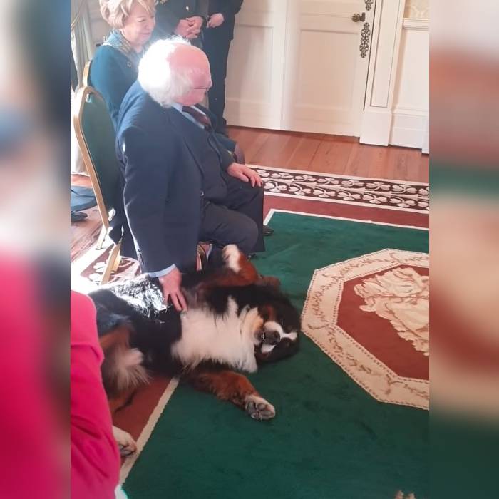 Irish president’s Bernese mountain dog steals the spotlight with ...