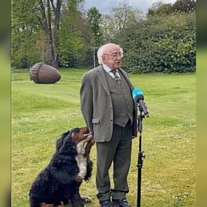Irish president’s Bernese mountain dog steals the spotlight with ...