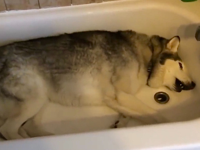 Adorable husky throws temper tantrum when he has to leave tub