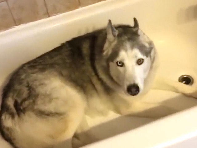 Adorable husky throws temper tantrum when he has to leave tub