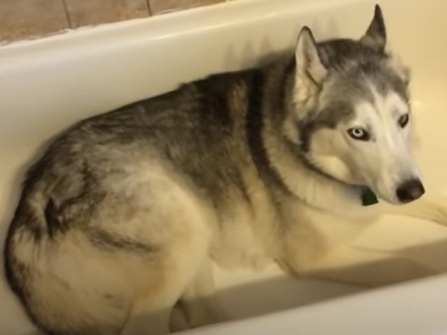 Adorable husky throws temper tantrum when he has to leave tub