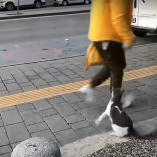 Stray cat sits on sidewalk and waits to attack pedestrians for no reason