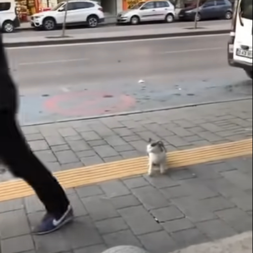 Stray cat sits on sidewalk and waits to attack pedestrians for no reason