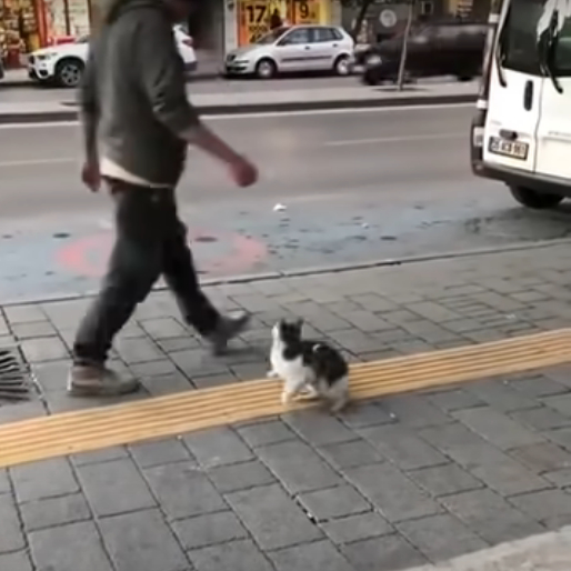 Stray cat sits on sidewalk and waits to attack pedestrians for no reason