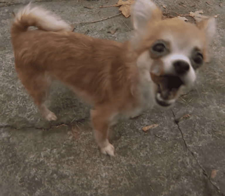 Chihuahua sees dognapper coming for Newfie best friend and jumps into ...