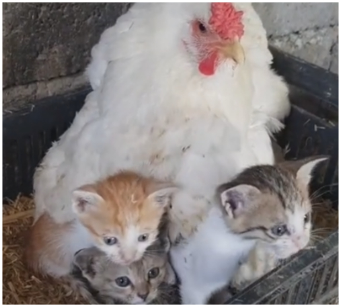 Compassionate chicken adopts three tiny kittens and takes them under ...