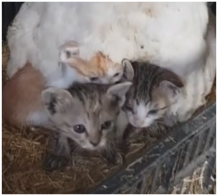 Compassionate chicken adopts three tiny kittens and takes them under ...