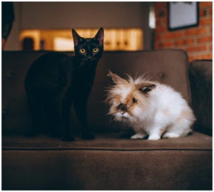 Compassionate chicken adopts three tiny kittens and takes them under ...