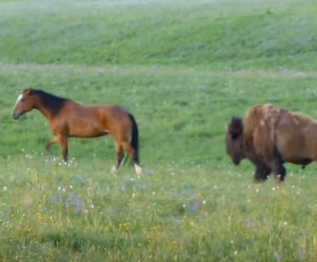 Bison Walks Right Up To Herd Of Horses