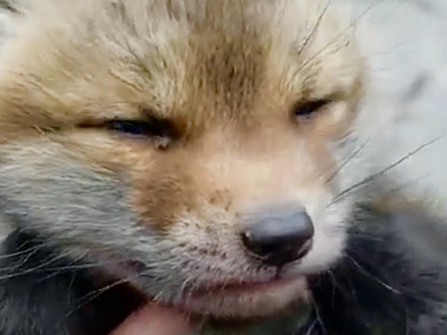Woman puts orphaned baby fox against fence and holds breath as another ...