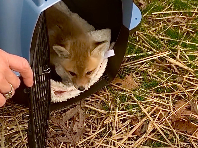 Woman puts orphaned baby fox against fence and holds breath as another ...