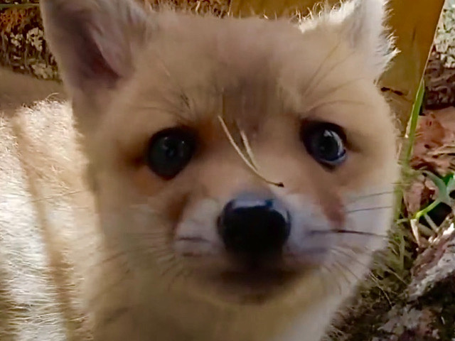Woman puts orphaned baby fox against fence and holds breath as another ...