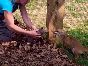 Woman puts orphaned baby fox against fence and holds breath as another ...