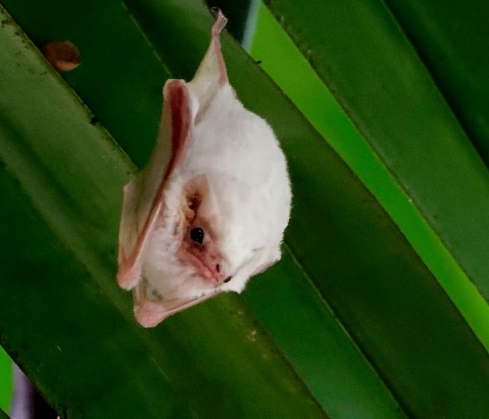 12+ bat species that look way too strange to be considered bats