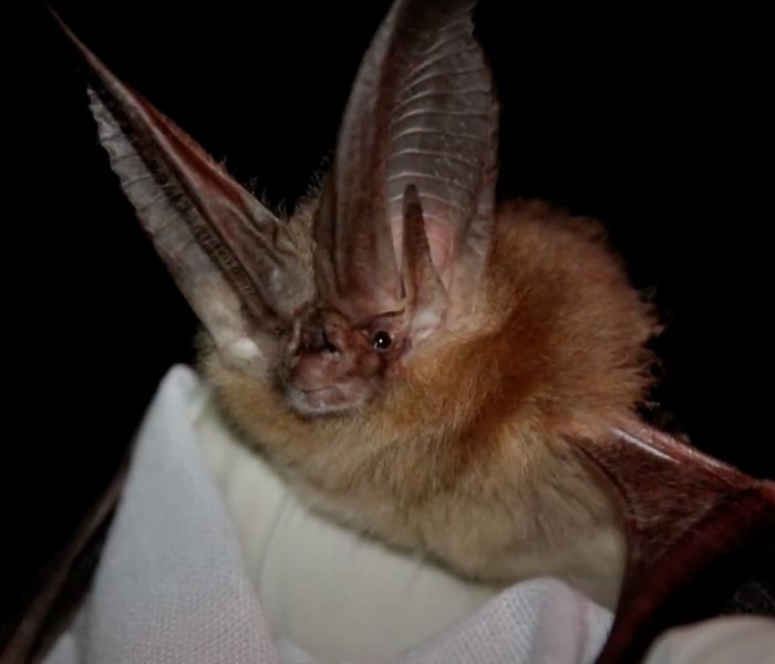 12+ bat species that look way too strange to be considered bats
