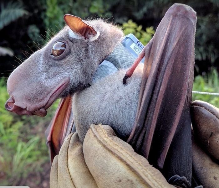 12+ bat species that look way too strange to be considered bats