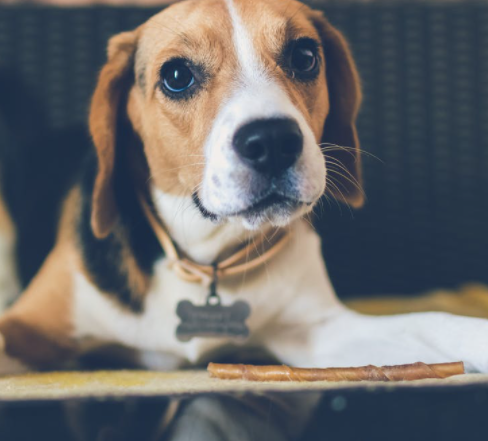 Talented beagle plays piano and sings while his toddler sister dances