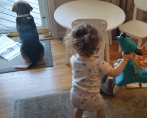 Talented beagle plays piano and sings while his toddler sister dances