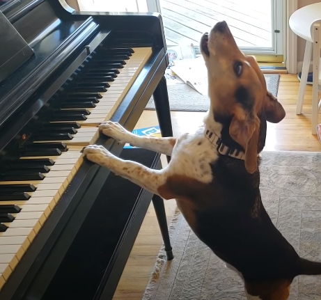 Talented beagle plays piano and sings while his toddler sister dances