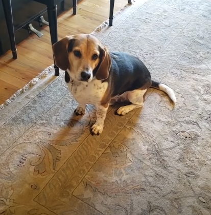 Talented beagle plays piano and sings while his toddler sister dances
