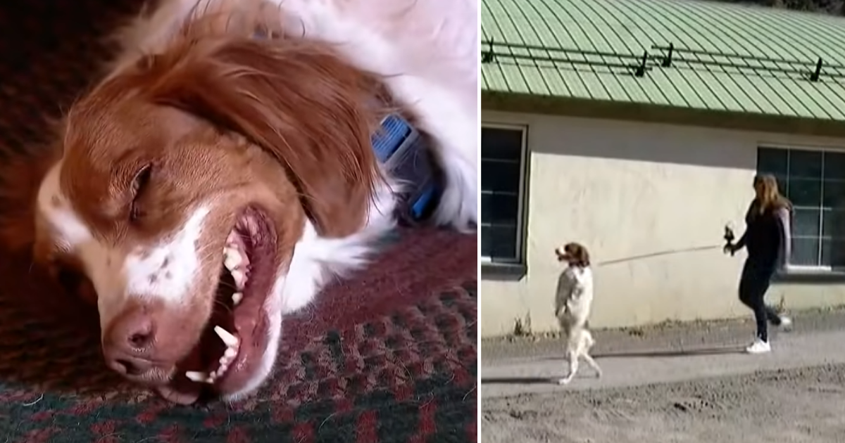 Determined dog teaches himself to walk upright after losing leg in accident