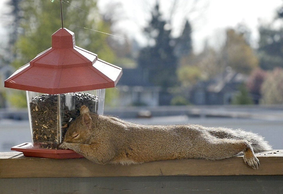 40 Unique animal encounters that ended in an adorably hilarious fashion