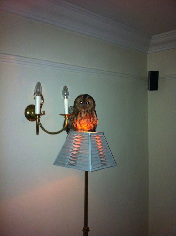 40 Unique animal encounters that ended in an adorably hilarious fashion