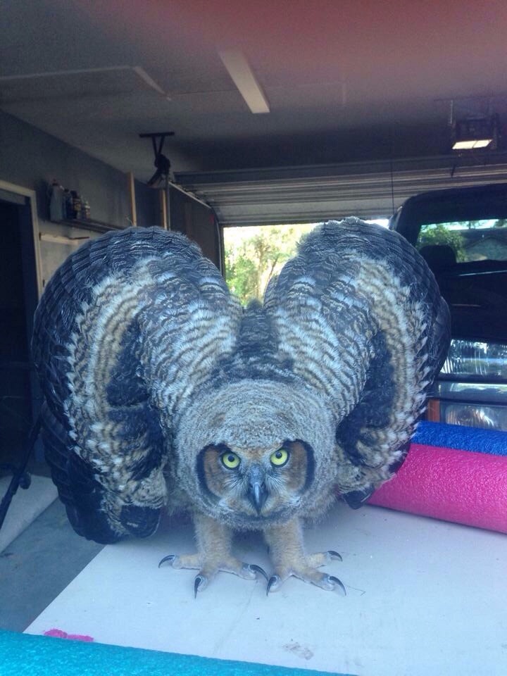 40 Unique animal encounters that ended in an adorably hilarious fashion