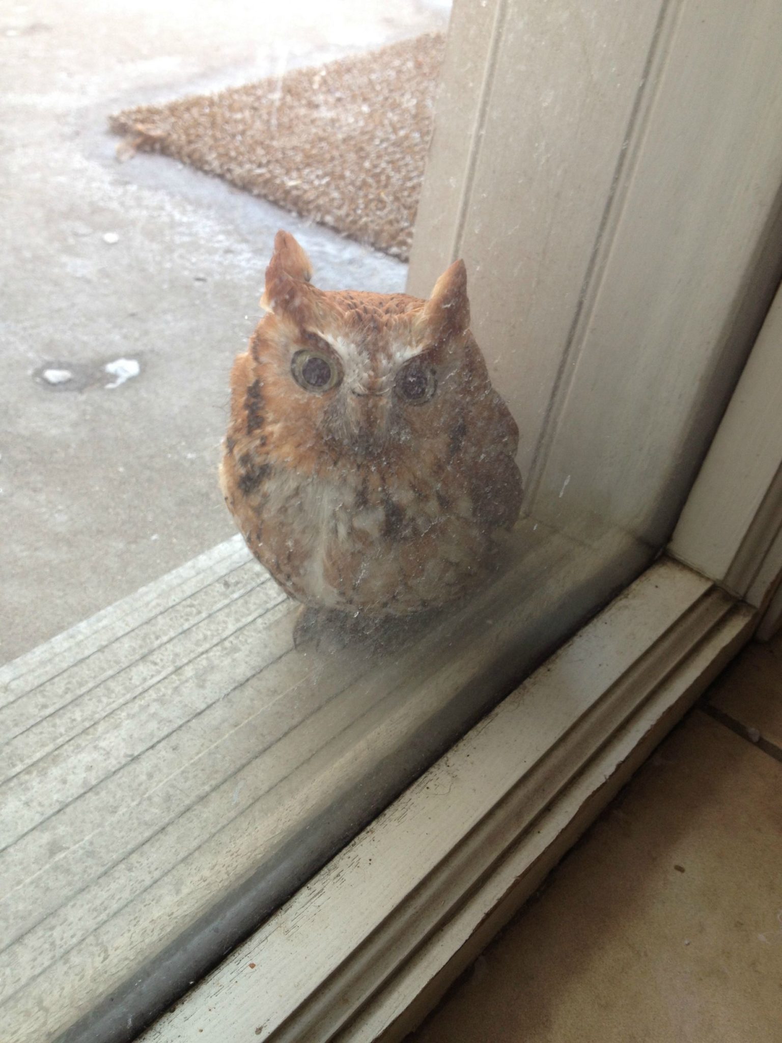 40 Unique animal encounters that ended in an adorably hilarious fashion