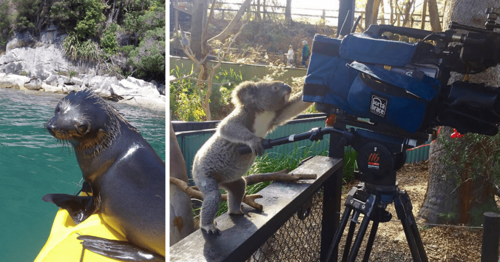 40 Unique animal encounters that ended in an adorably hilarious fashion