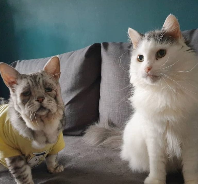 Cat with rare syndrome finally knows what true love feels like