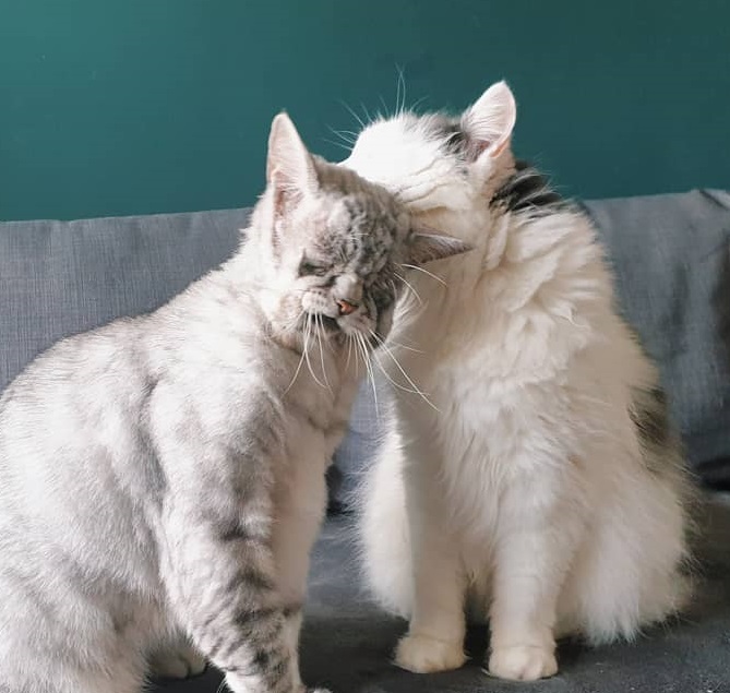 Cat with rare syndrome finally knows what true love feels like