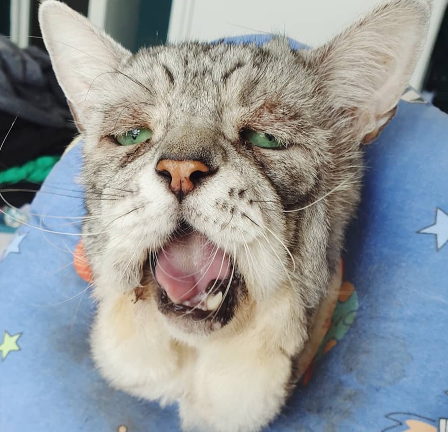 Cat with rare syndrome finally knows what true love feels like