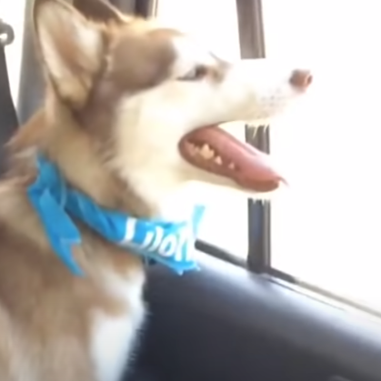 Cute Kitten Raised By Huskies Acts Like A Dog