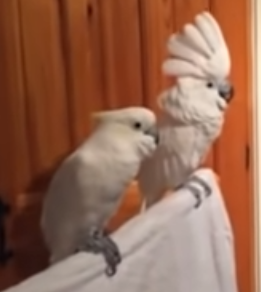 Cockatoo rocks out to dad playing Elvis song in the funniest way