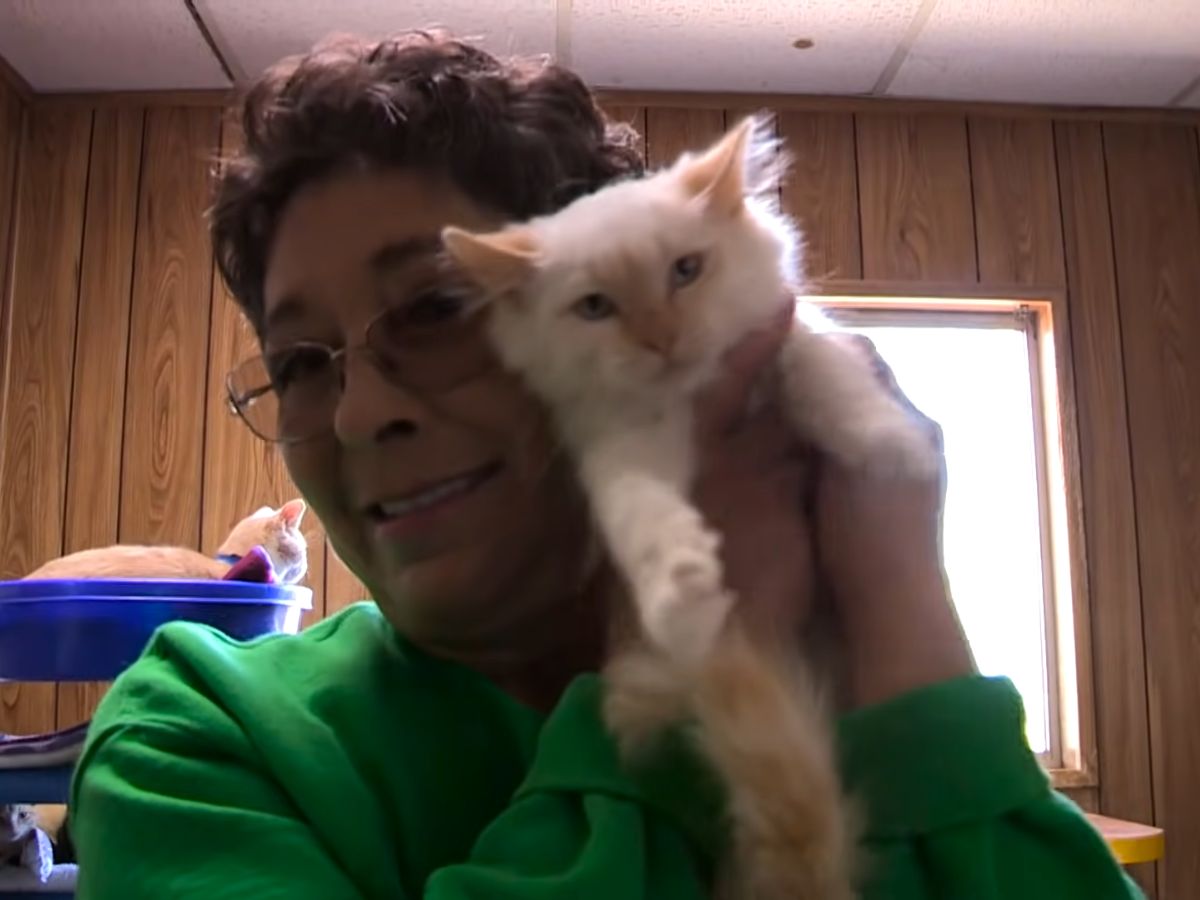 Take a peek inside the house of a woman living with no less than 1,000 cats