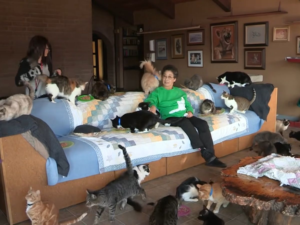 Take a peek inside the house of a woman living with no less than 1,000 cats