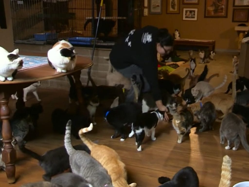 Take a peek inside the house of a woman living with no less than 1,000 cats