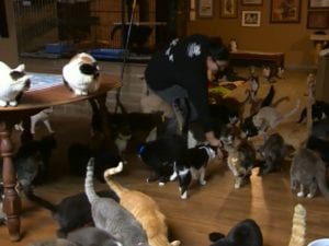 Take a peek inside the house of a woman living with no less than 1,000 cats