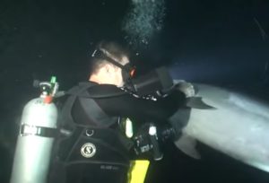 Wild dolphin spots scuba diver in Hawaii and swims up to ask him for help