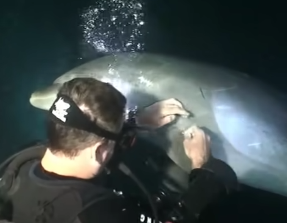 Wild dolphin spots scuba diver in Hawaii and swims up to ask him for help
