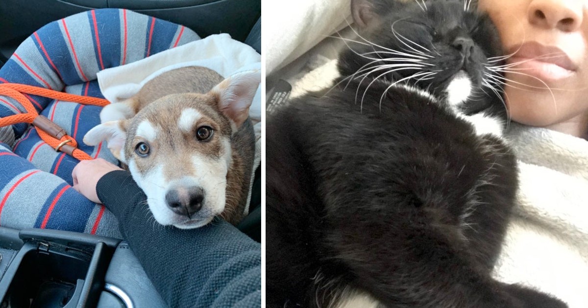 35 animals with difficult pasts who were finally shown some kindness
