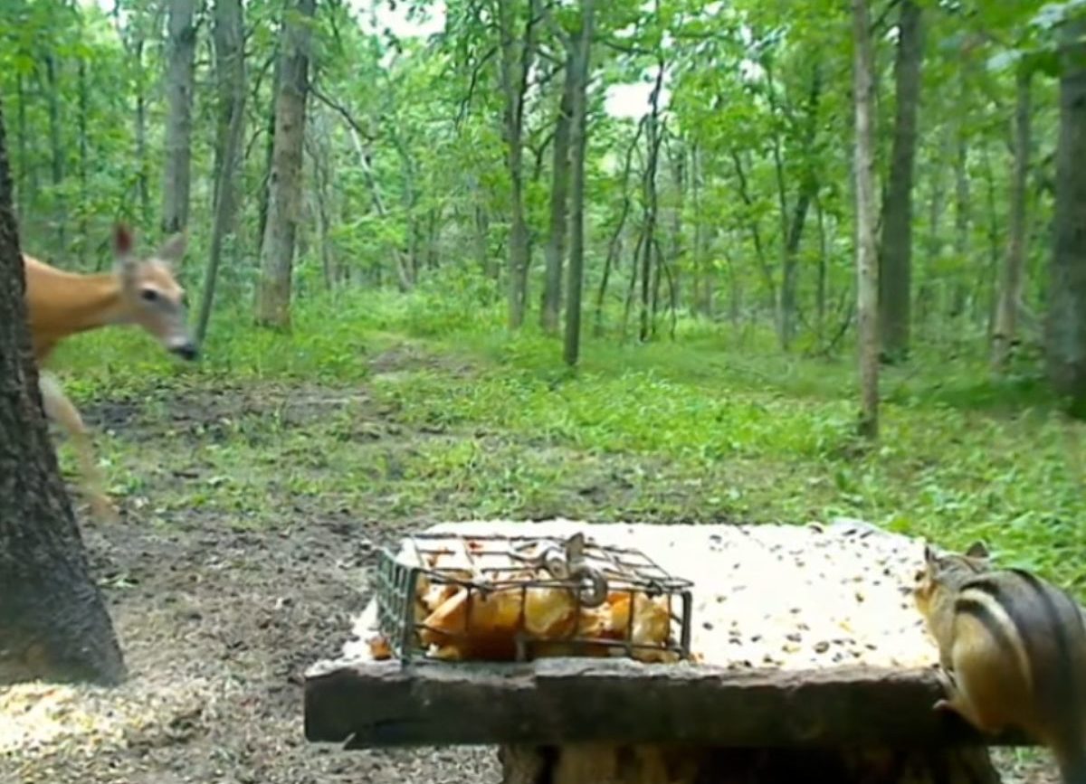Chipmunk feasts with doe and fawn like they’re a family in precious video